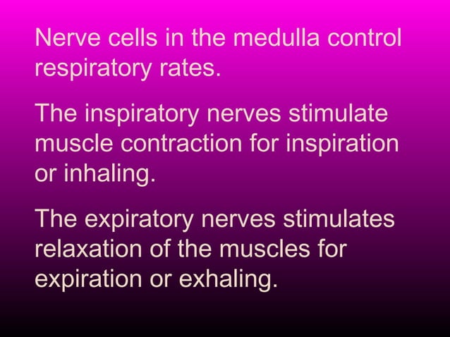 Respiratory system of goat | PPT
