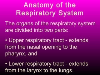 Respiratory system of goat | PPT