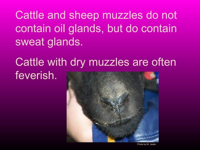 Respiratory system of goat | PPT