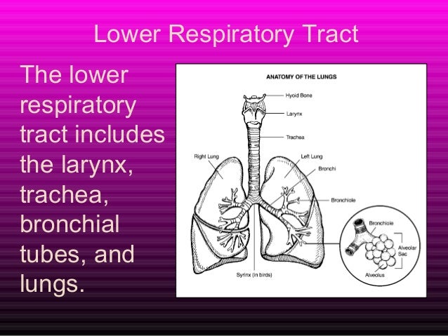 Respiratory system of goat