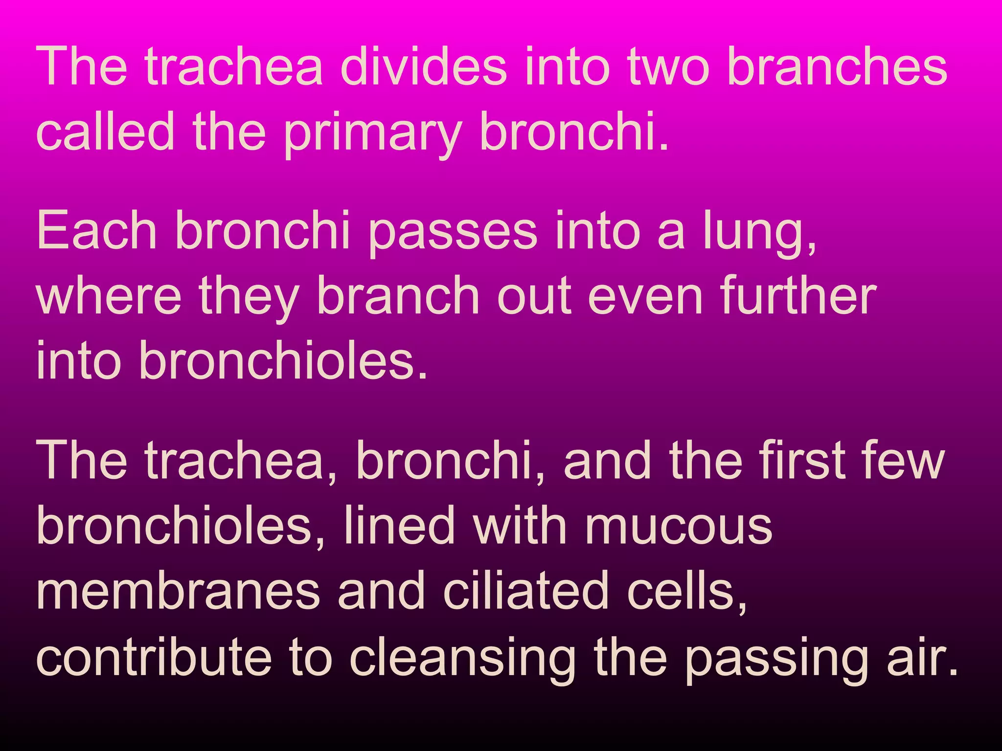Respiratory system power point 12 | PPT