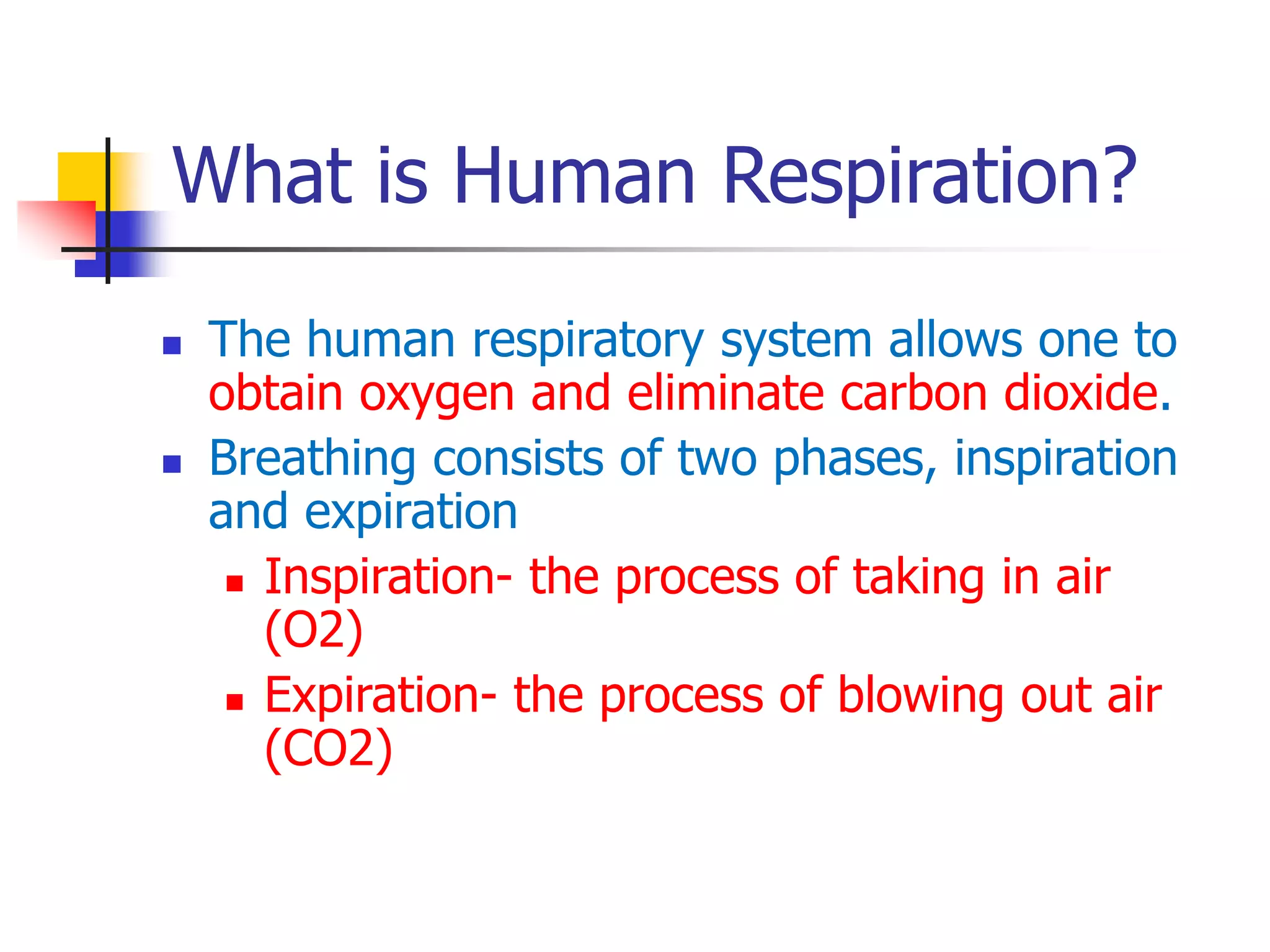 respiratory system powerpoint 2015.ppt