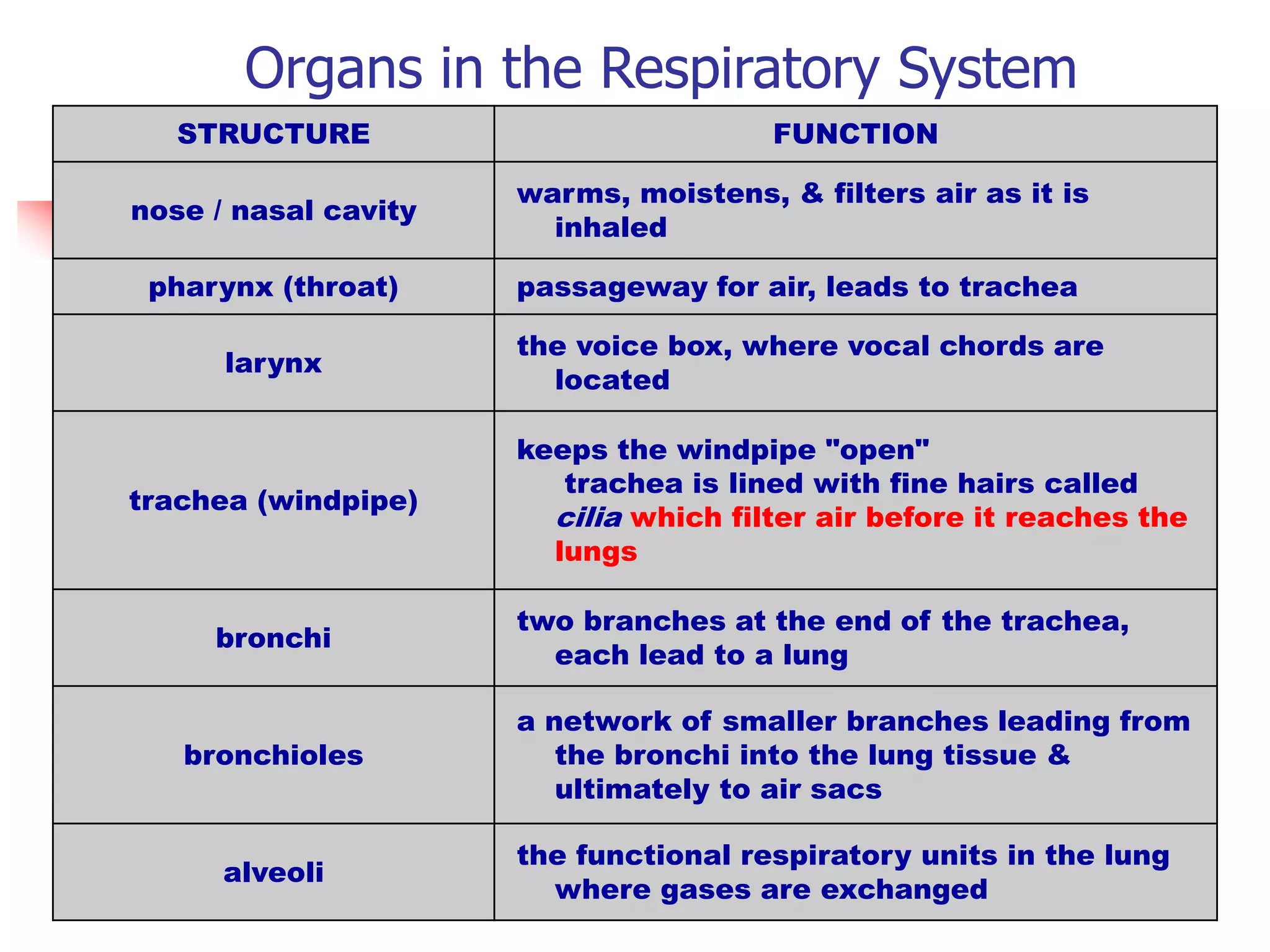 respiratory system powerpoint 2015.ppt