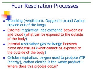 respiratory system PowerPoint 2015.ppt