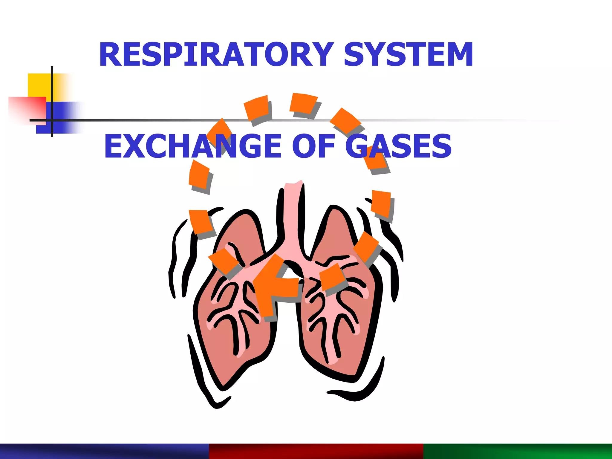 respiratory system PowerPoint 2015 (1).ppt