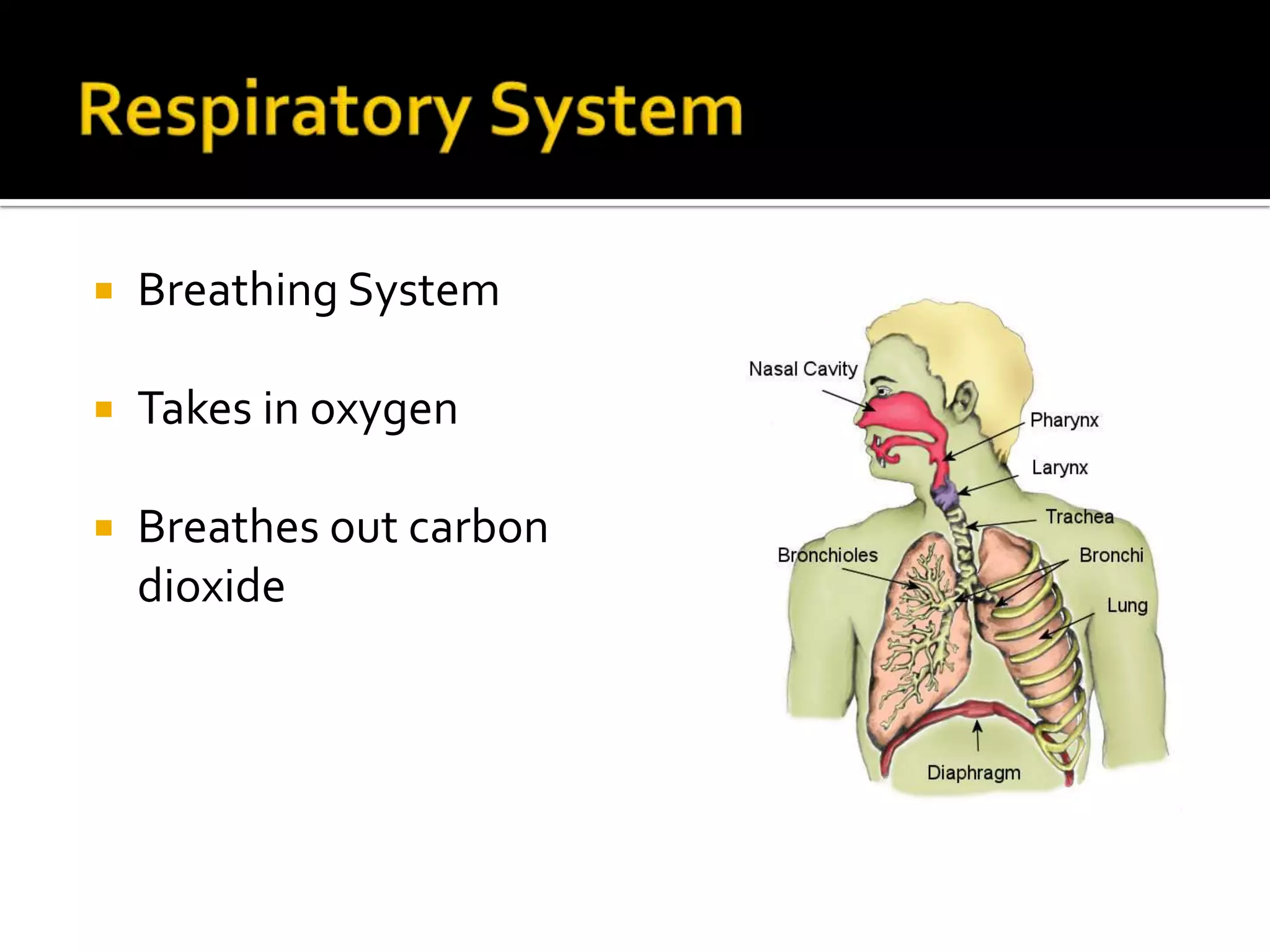 Respiratory system power point raelynn | PPT
