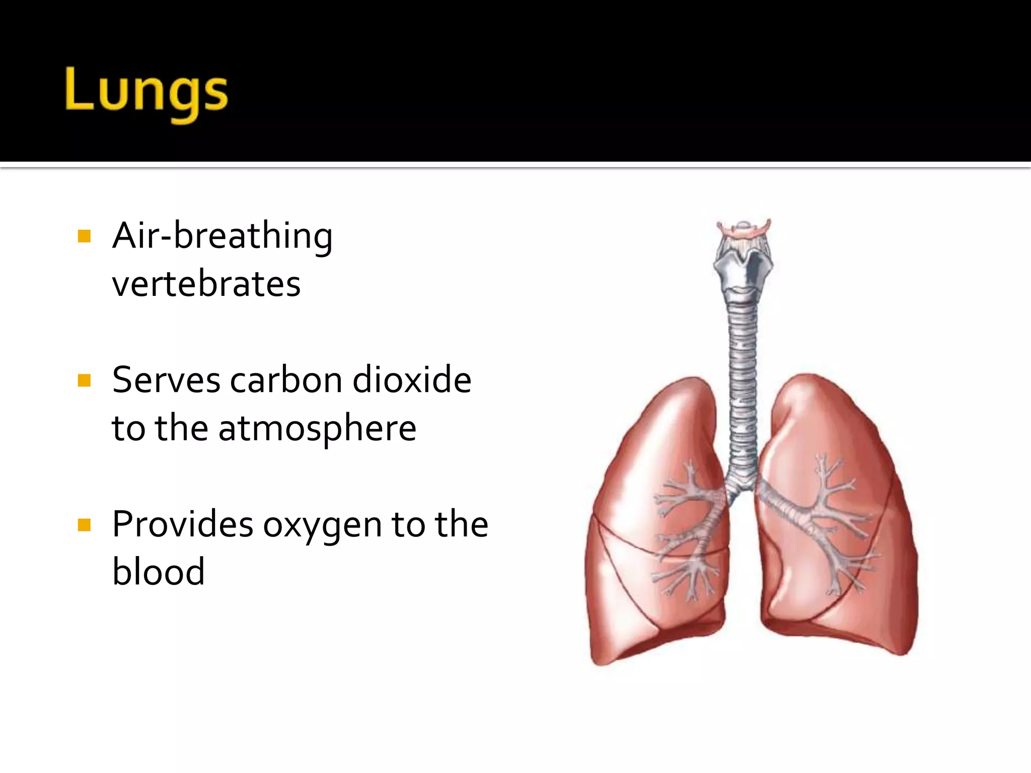 Respiratory system power point raelynn | PPT