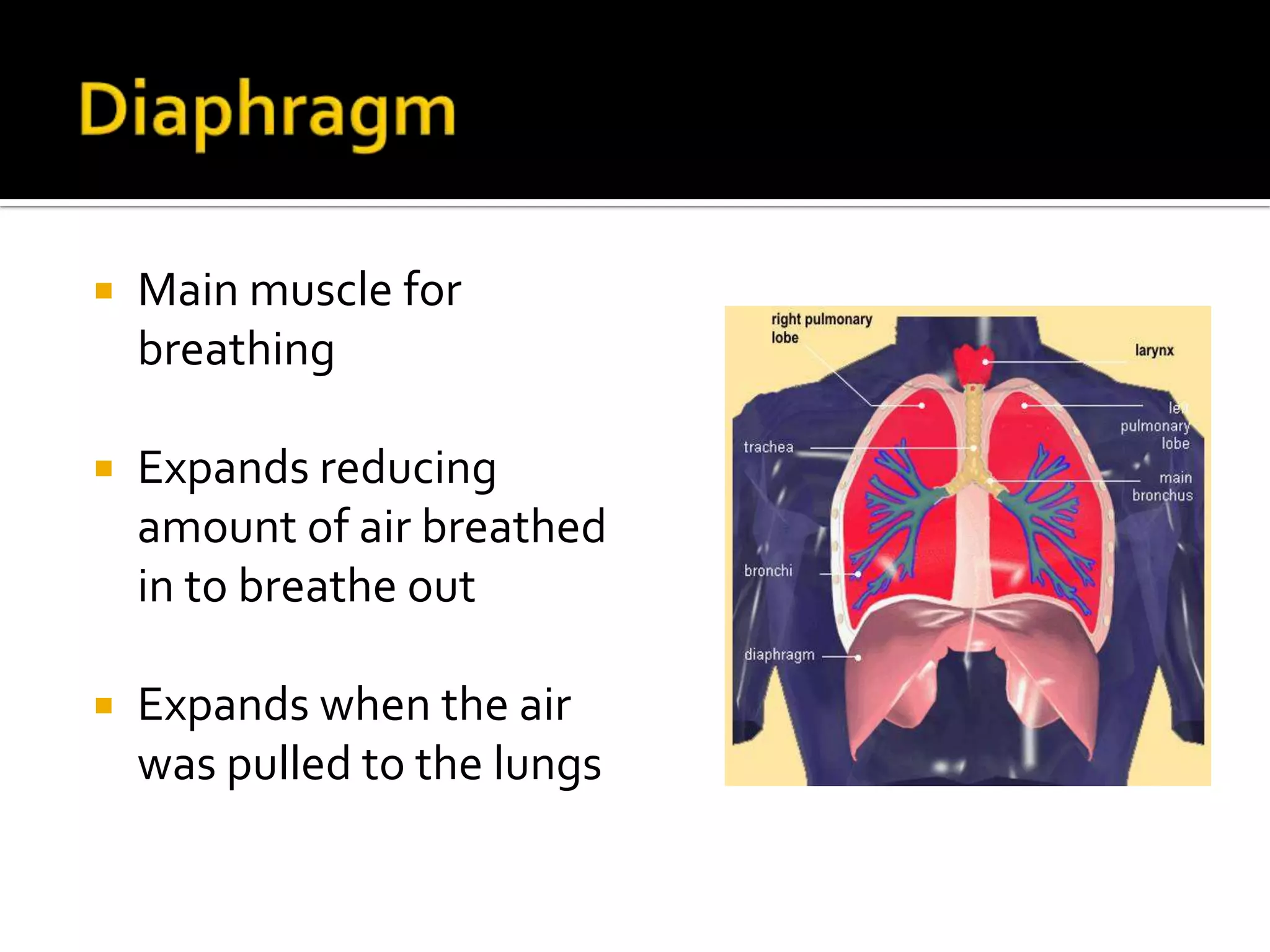 Respiratory system power point raelynn | PPTX