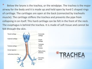 Human Respiratory System Anatomy and Physiology | PPTX