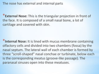 Human Respiratory System Anatomy and Physiology | PPTX