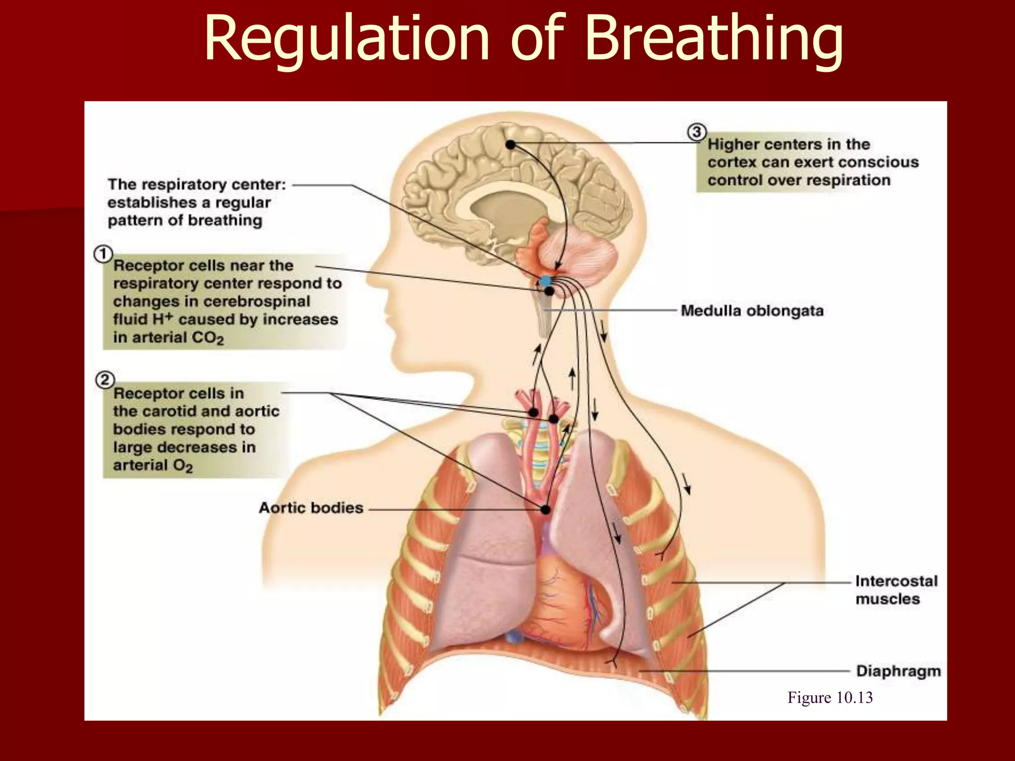Respiratory System Ppt | PPT