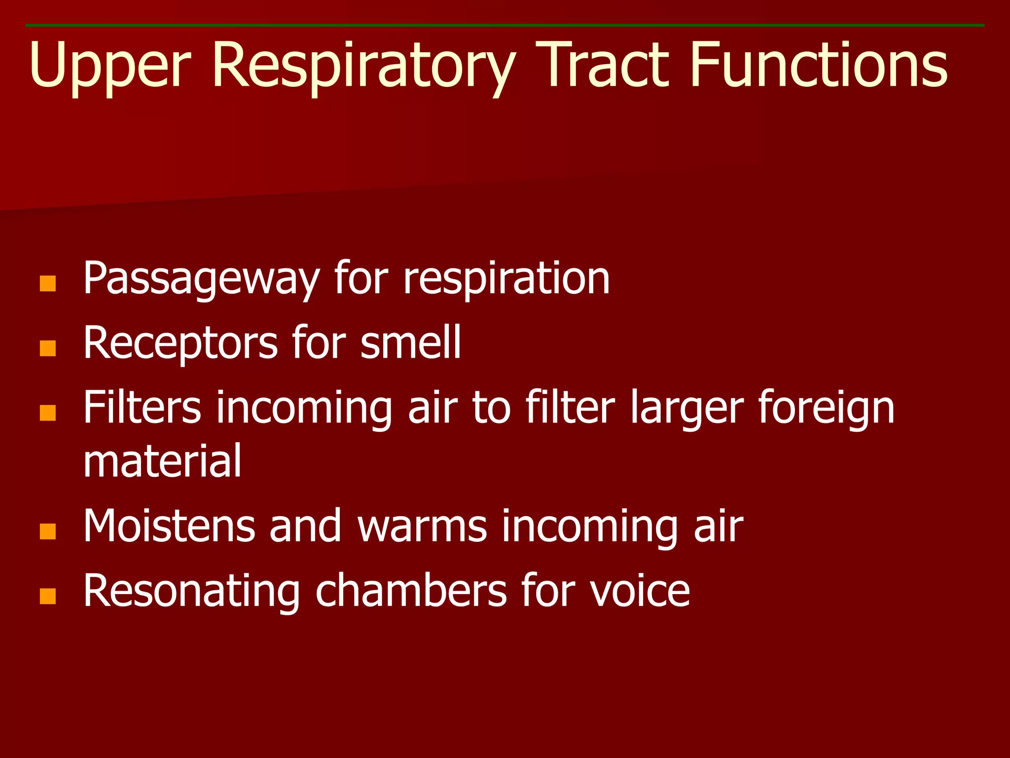 Respiratory System Ppt | PPT
