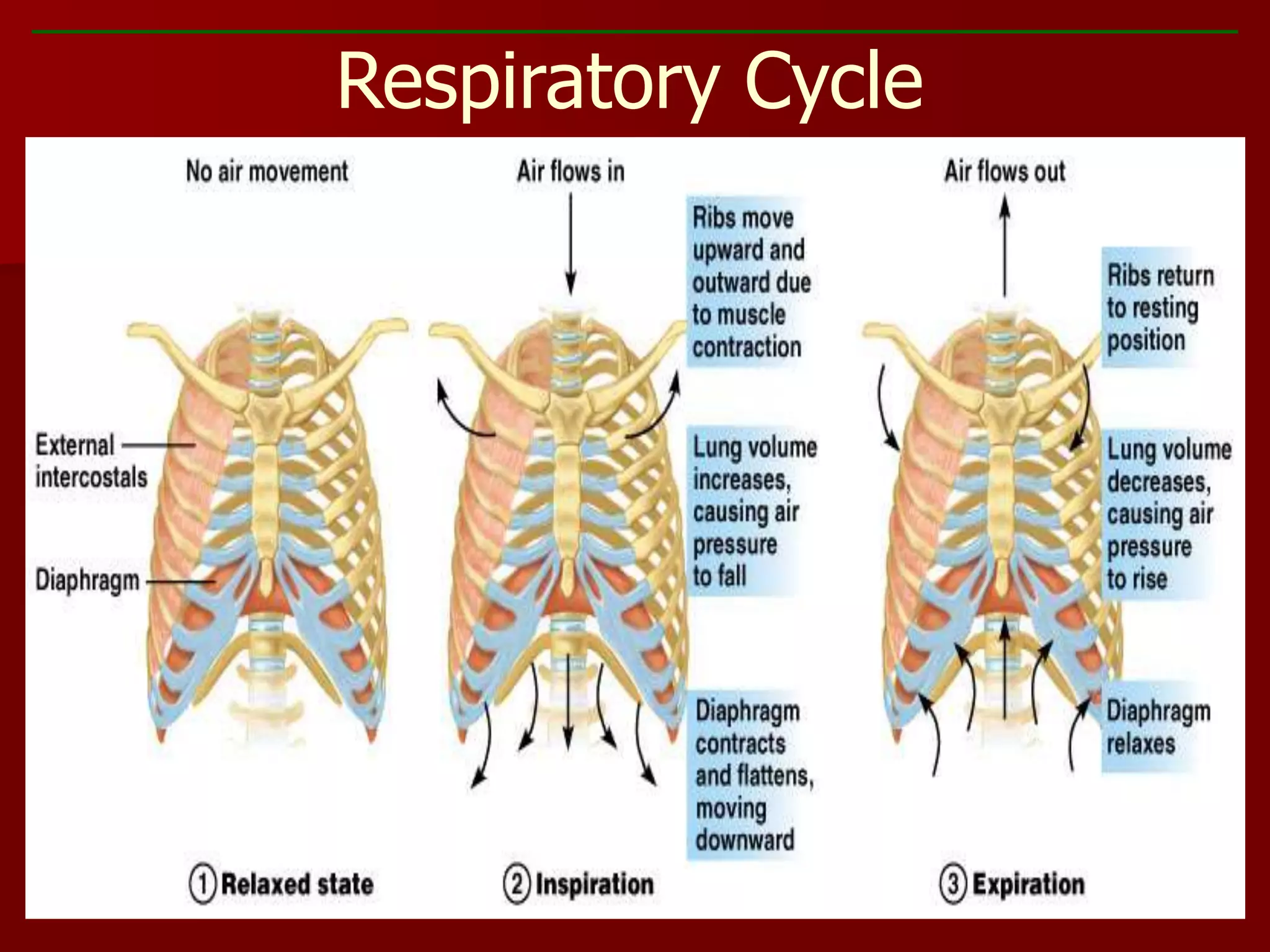 Respiratory System Ppt | PPT