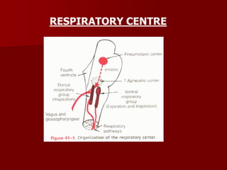 Respiratory System Ppt | PPT