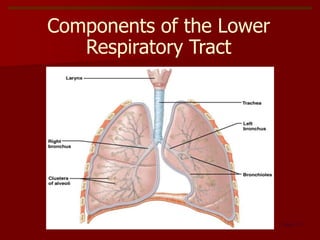 Respiratory System Ppt | PPT