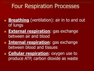 Respiratory System Ppt | PPT