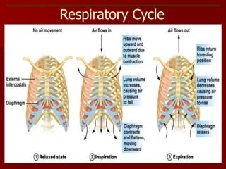 Respiratory System Ppt | PPT