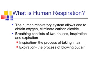Respiratory system ppt | PPT