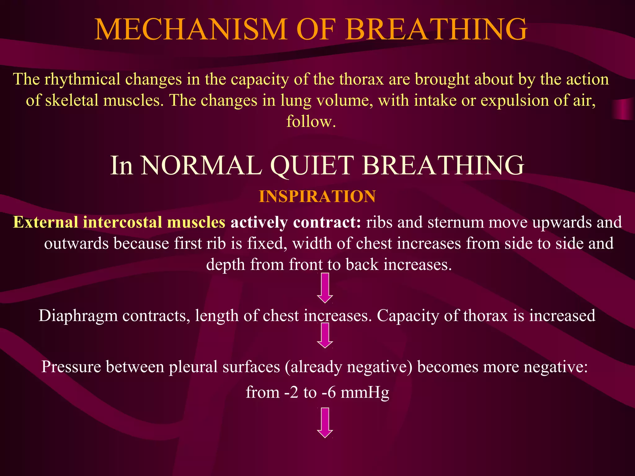 Respiratory System Physiology | PPT