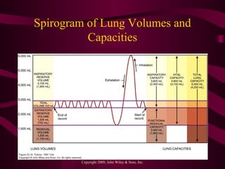 Respiratory System Physiology | PPT