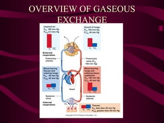 Respiratory System Physiology | PPT