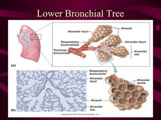 Respiratory System Physiology | PPT