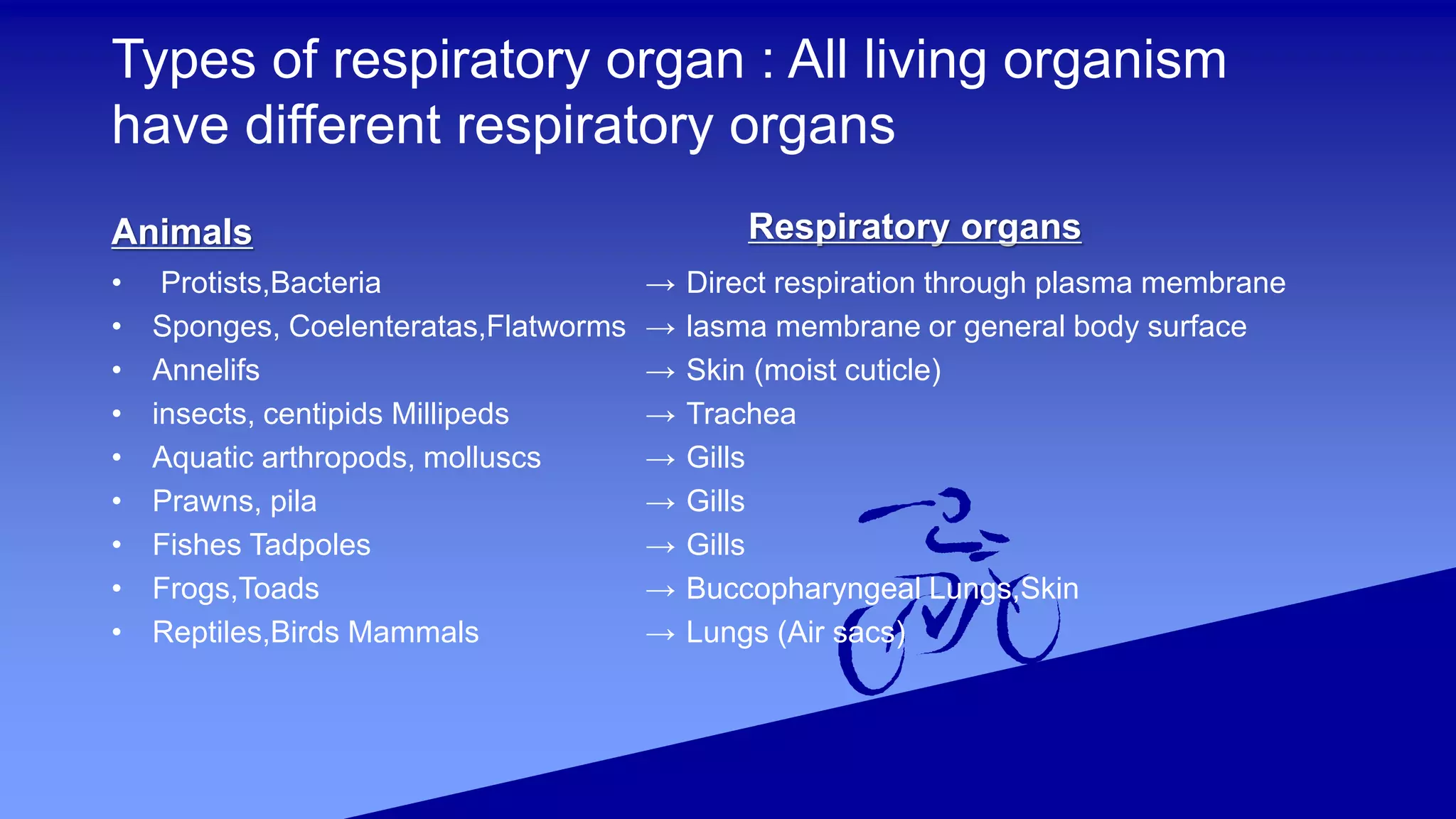 Respiratory system | PPTX