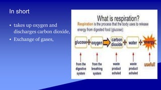 Respiratory system | PPT