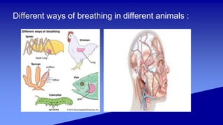 Respiratory system | PPT