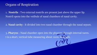 Respiratory system | PPT
