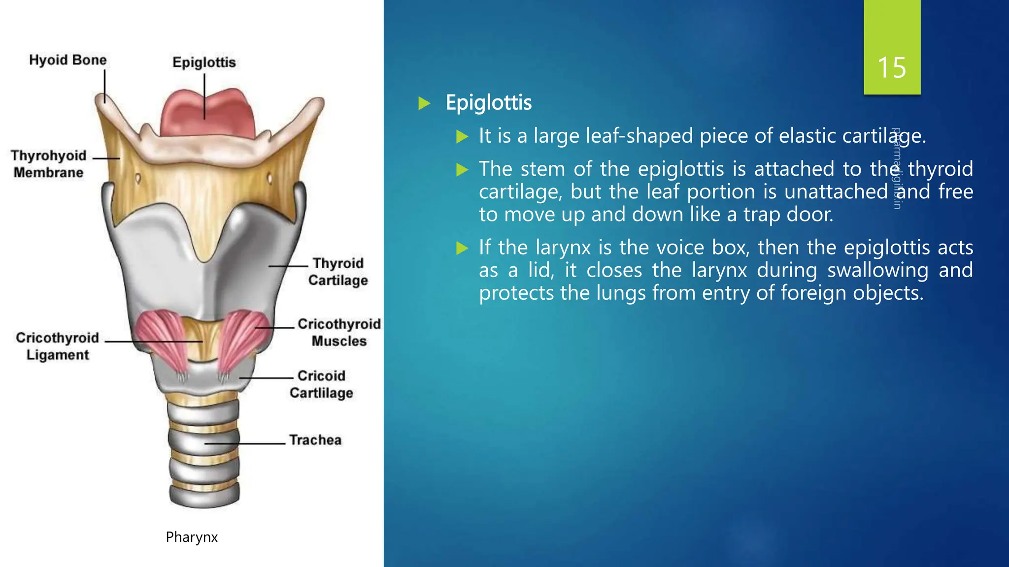 |HAP-II| Unit-3: Respiratory System. |Complete Notes|| | PPTX