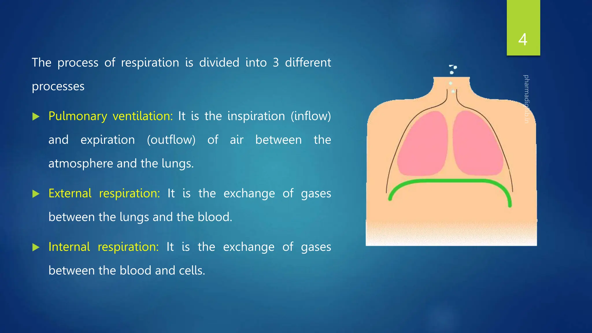 |HAP-II| Unit-3: Respiratory System. |Complete Notes|| | PPTX
