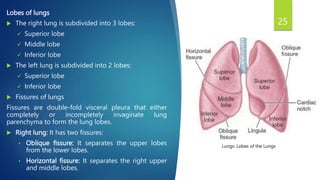 |HAP-II| Unit-3: Respiratory System. |Complete Notes|| | PPTX