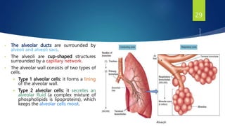 |HAP-II| Unit-3: Respiratory System. |Complete Notes|| | PPTX