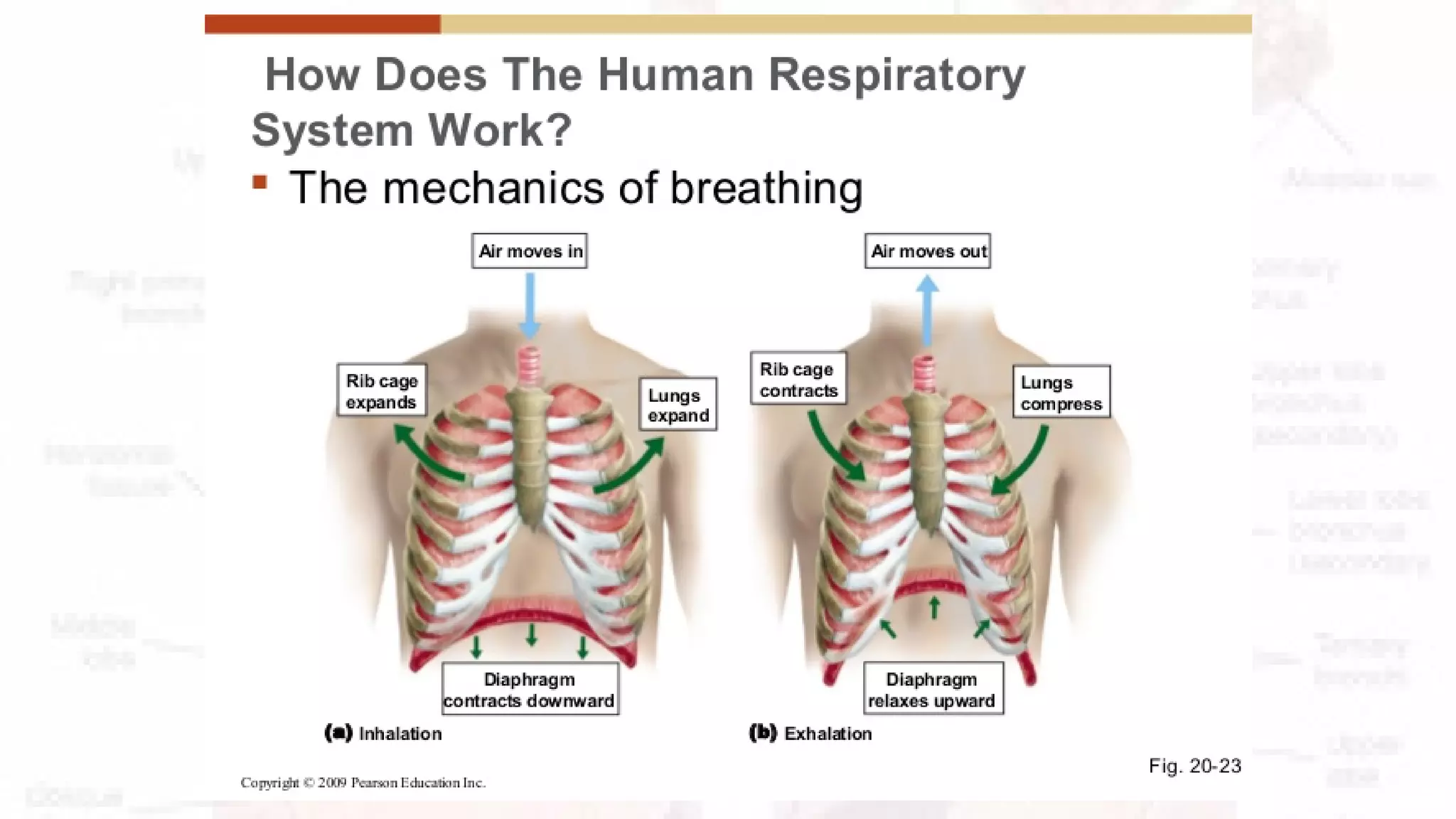 Respiratory System (PRESENTATION).pdf