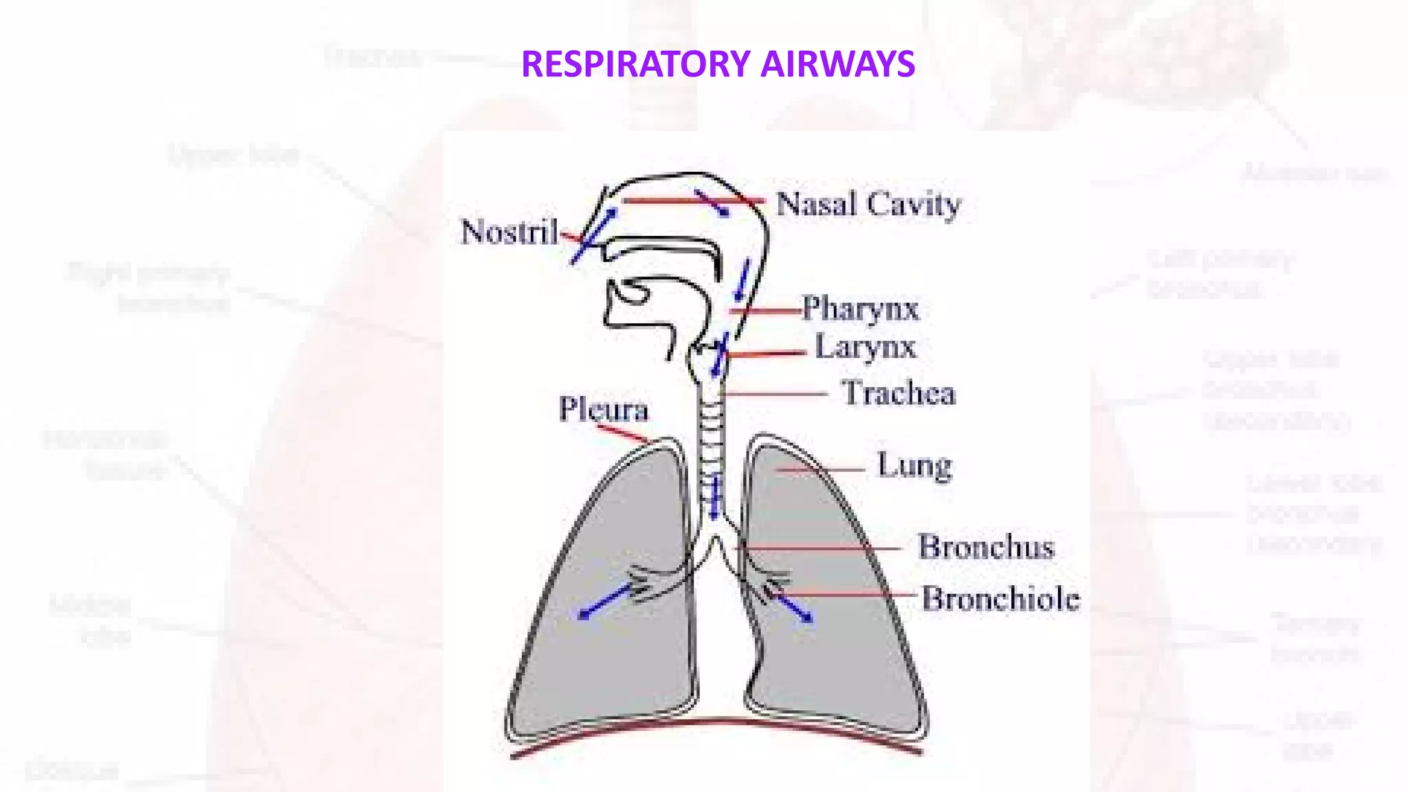 Respiratory System (PRESENTATION).pdf