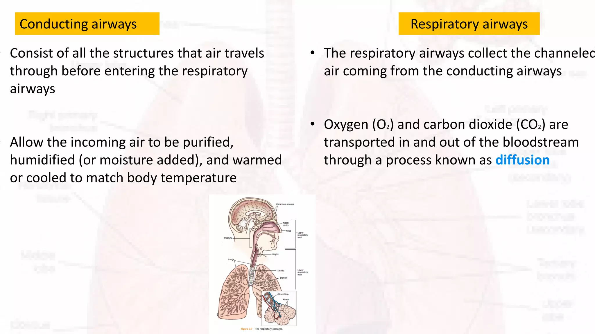 Respiratory System (PRESENTATION).pdf