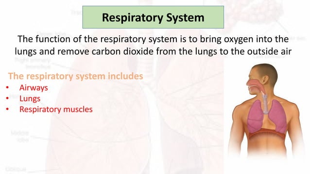 Respiratory System (PRESENTATION).pdf | Lung and Respiratory Health ...