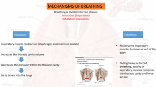Respiratory System (PRESENTATION).pdf