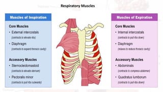 Respiratory System (PRESENTATION).pdf