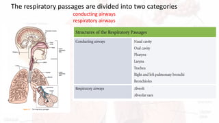 Respiratory System (PRESENTATION).pdf