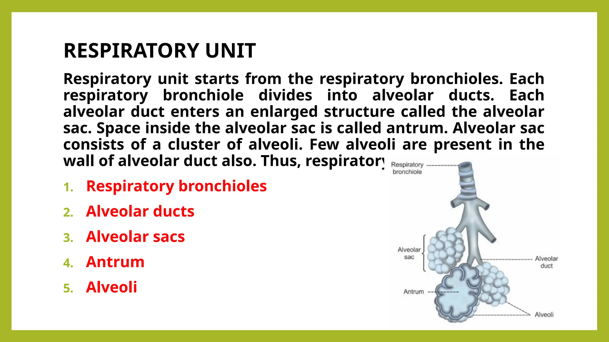 RESPIRATORY SYSTEM, PULMONARY FUNCTION TESTS & EXCHANGE OF RESPIRATORY GASES.pptx