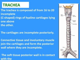 _Respiratory Systems.pptx