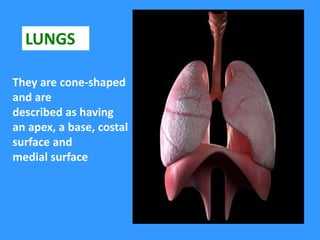 _Respiratory Systems.pptx