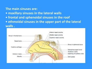 _Respiratory Systems.pptx