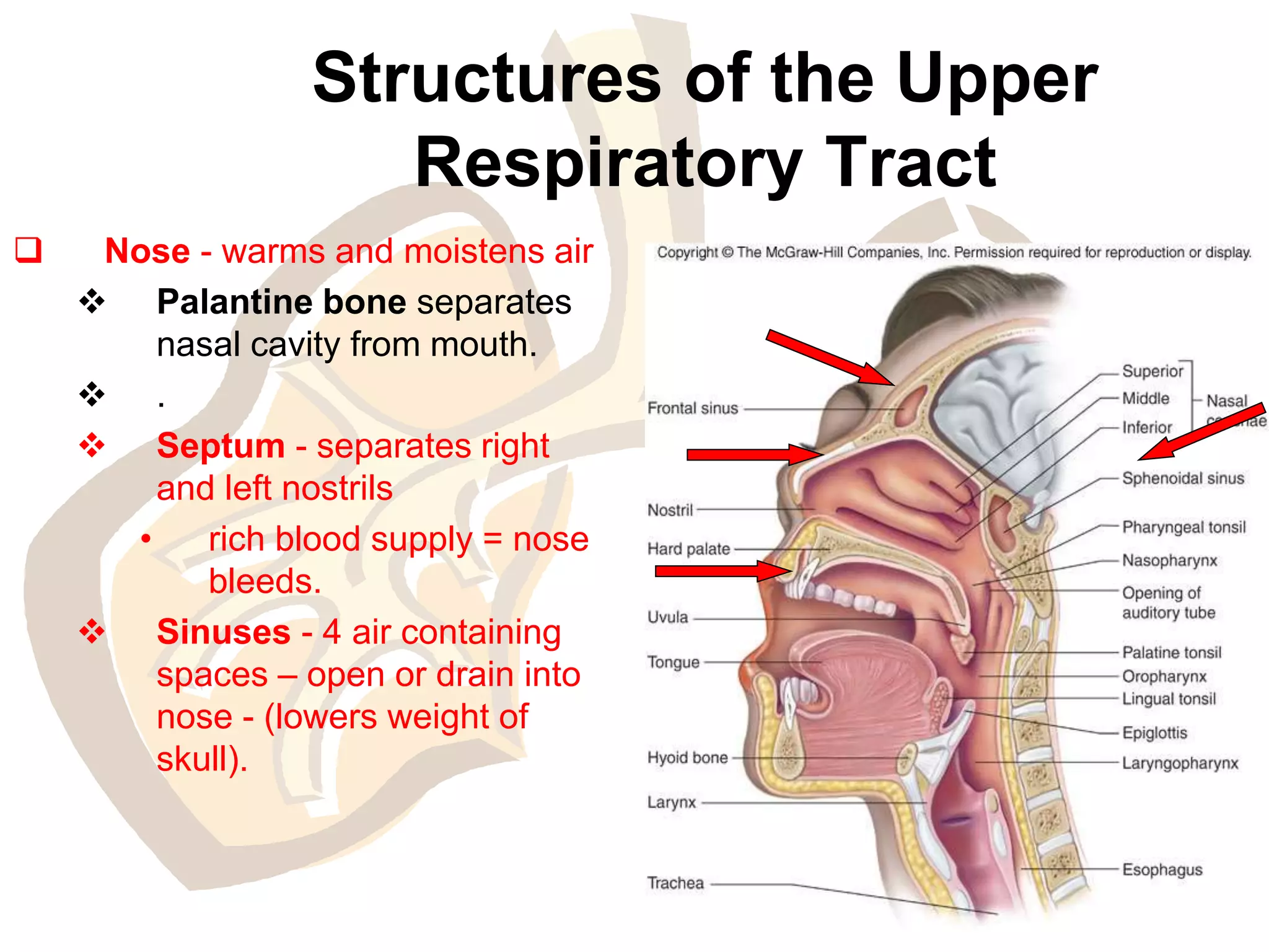 respiratory system Sem 2 HAP.ppt