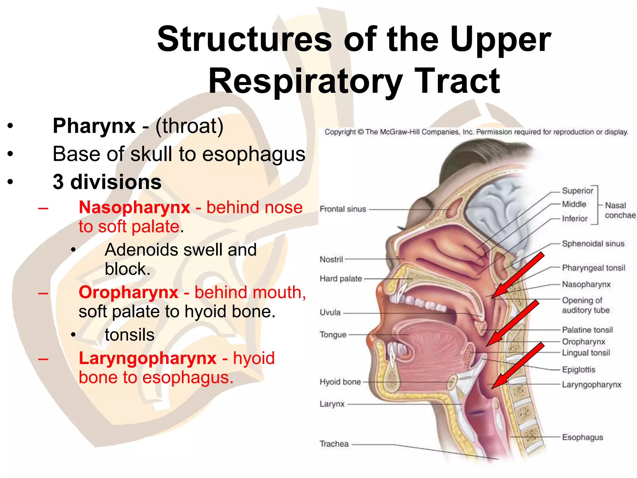 respiratory system Sem 2 HAP.ppt