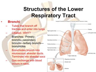 respiratory system Sem 2 HAP.ppt
