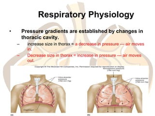 respiratory system Sem 2 HAP.ppt