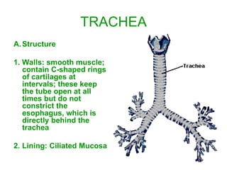Respiratory system slide show | PPT